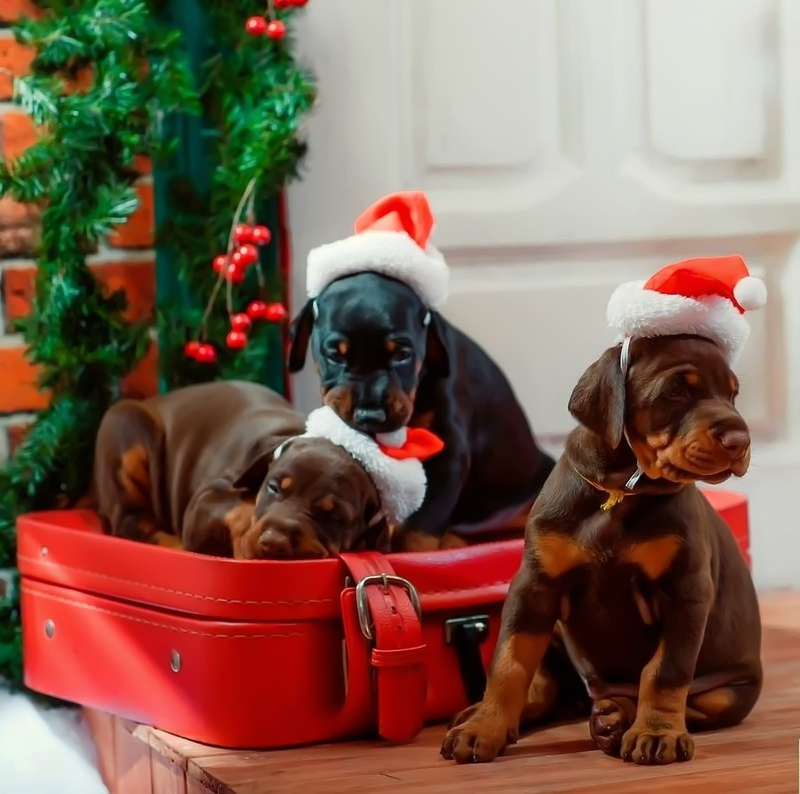A canine carol: The 12 dogs of Christmas