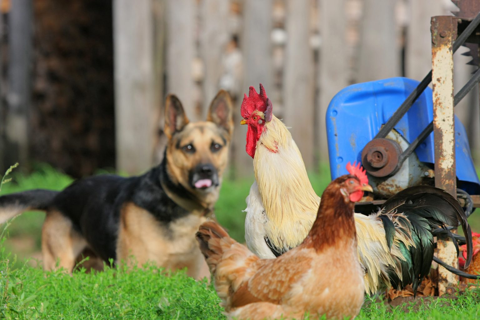 How to introduce your dog to chickens