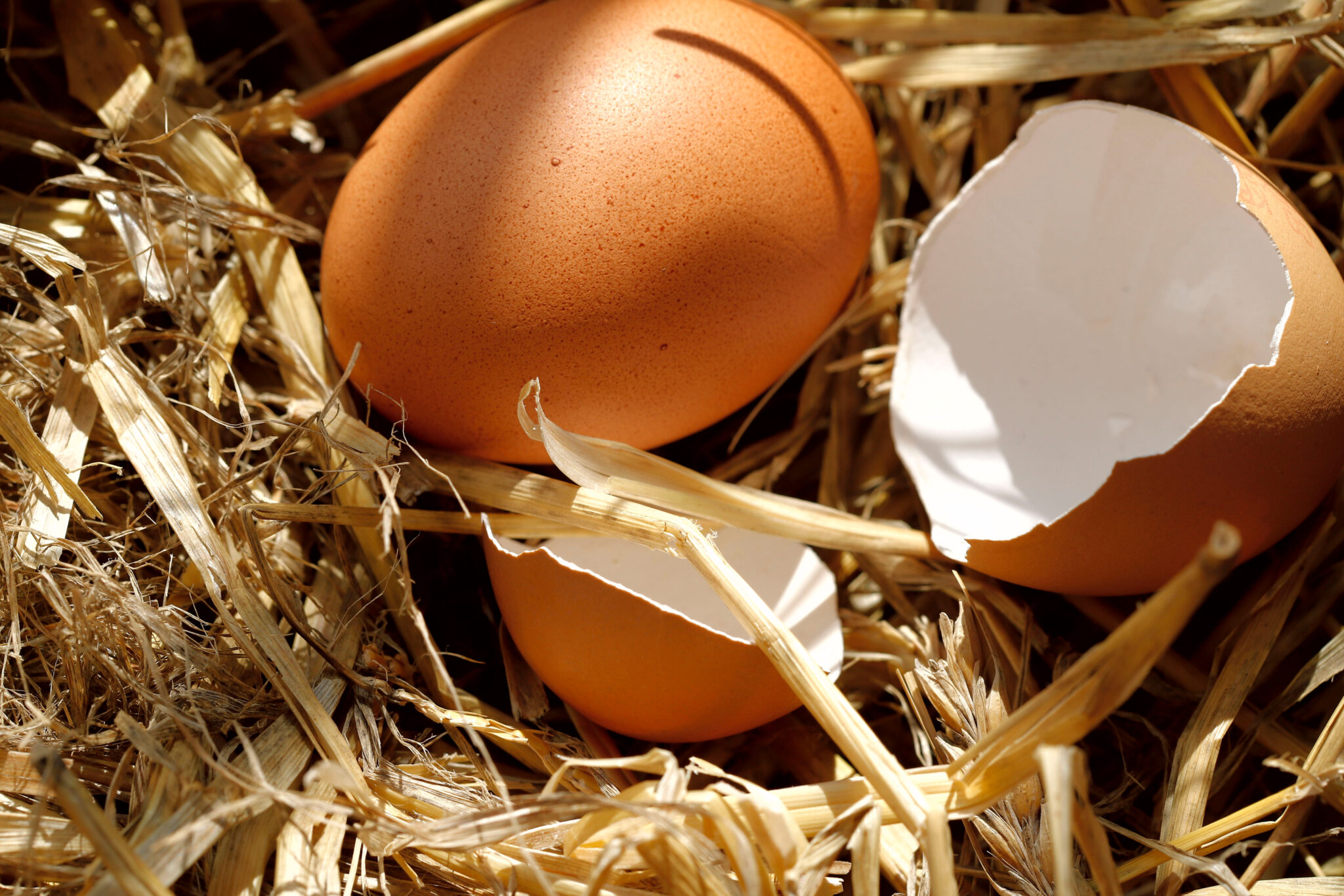 Reader question: What causes soft shelled eggs?
